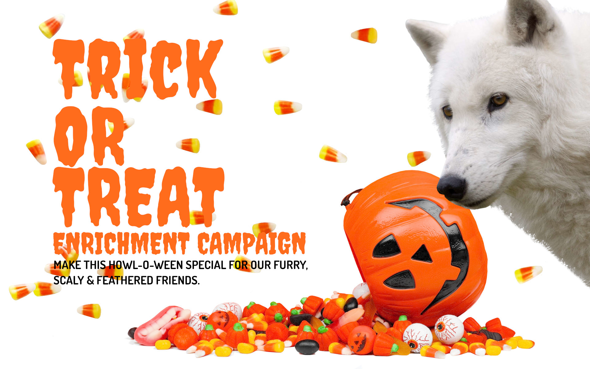 Trick-or-Treat-Enrichment - Valley Zoo Development Society