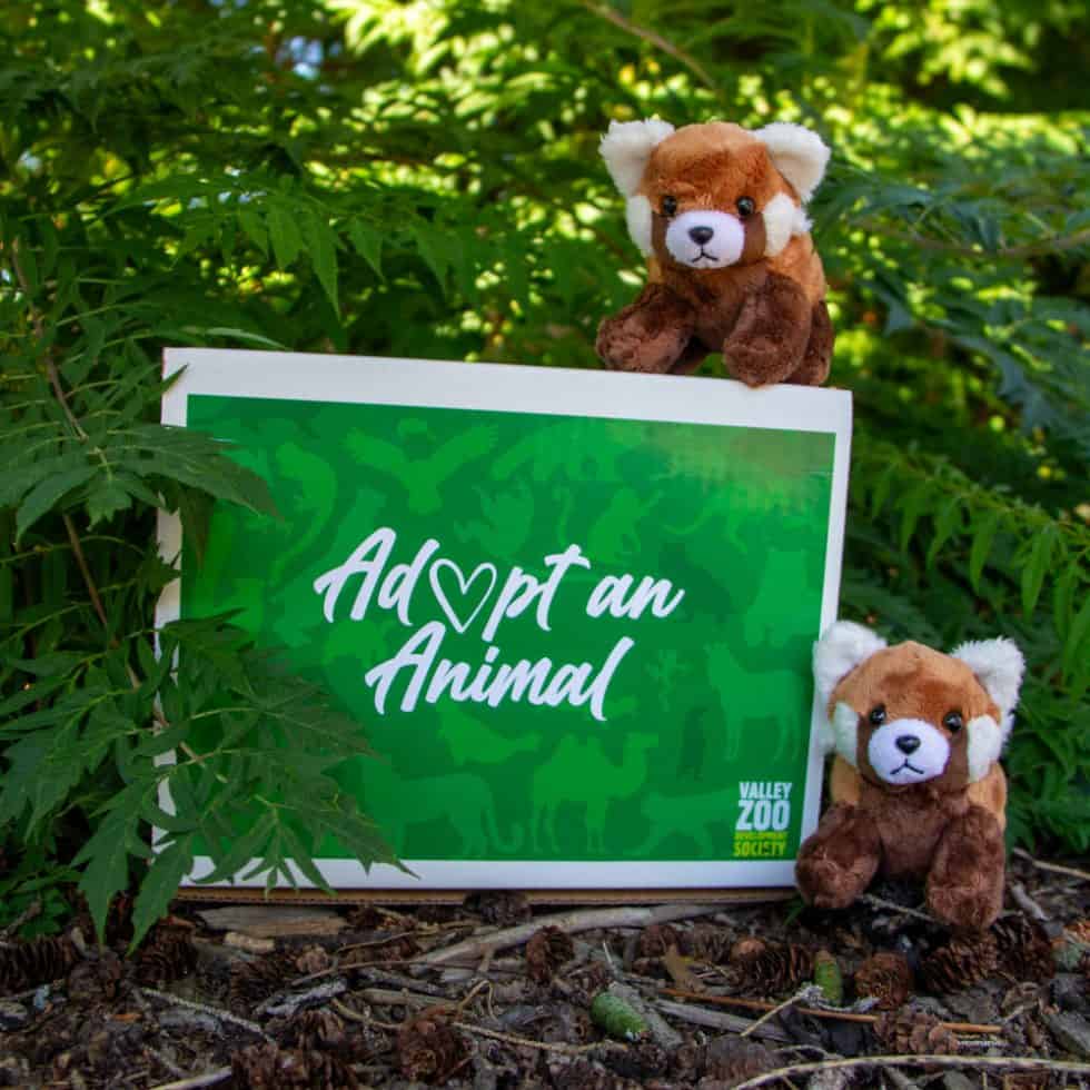 Red Pandas - Valley Zoo Development Society