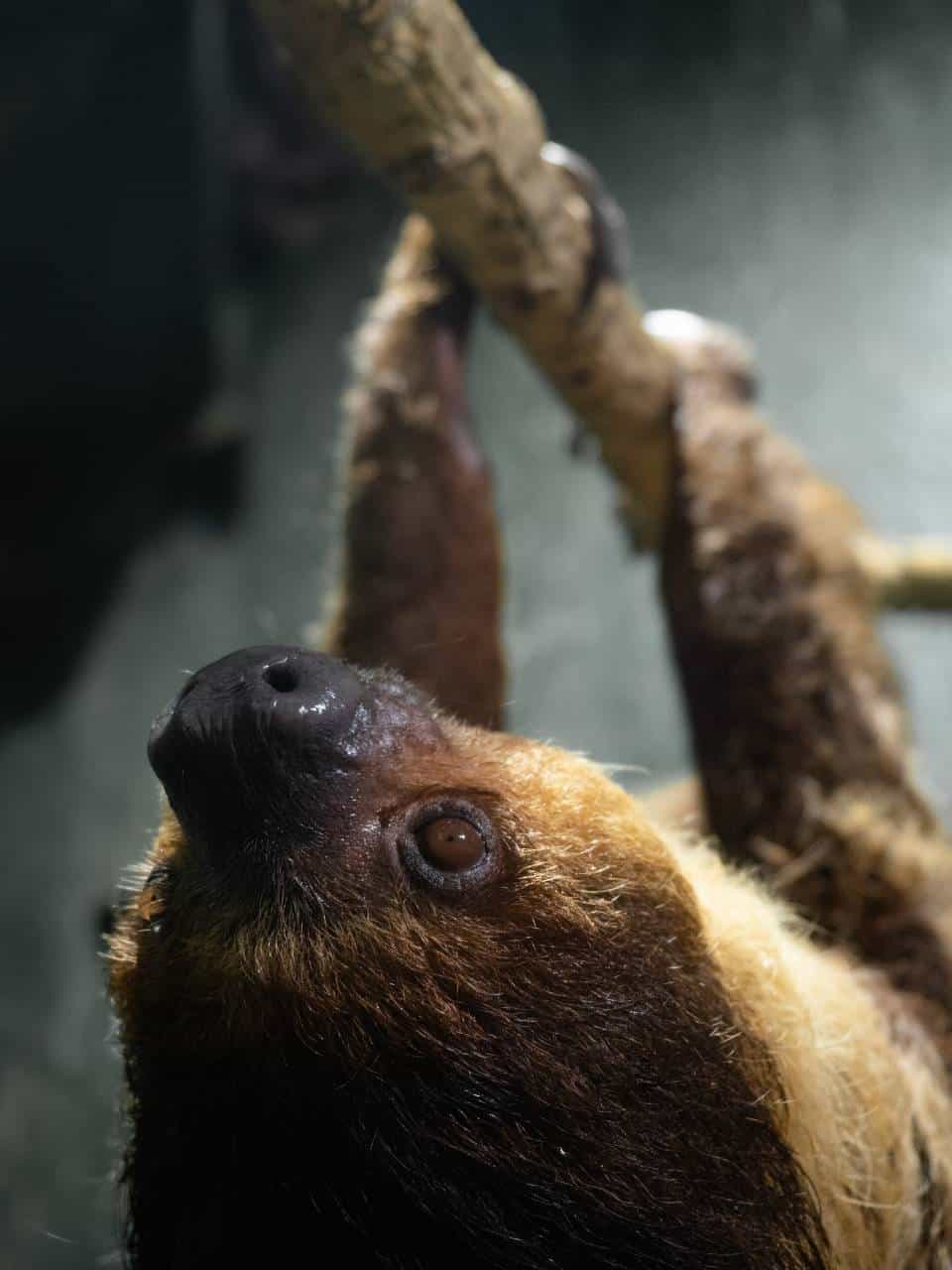 Sloth - Valley Zoo Development Society